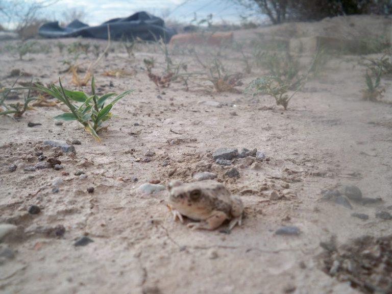 Cycling from Wild Camp to San Juan in Argentina - Dave's Travel Pages