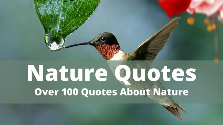 Best Nature Quotes - Inspirational sayings and quotes about nature