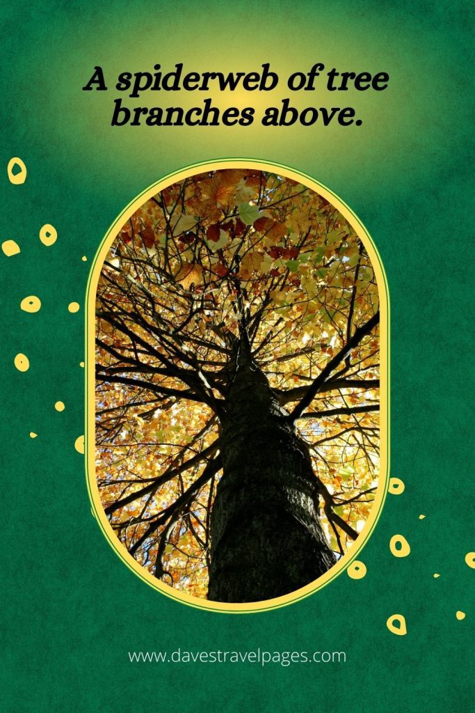 300 Best Tree Captions For Instagram (Includes Tree-larious Puns!)