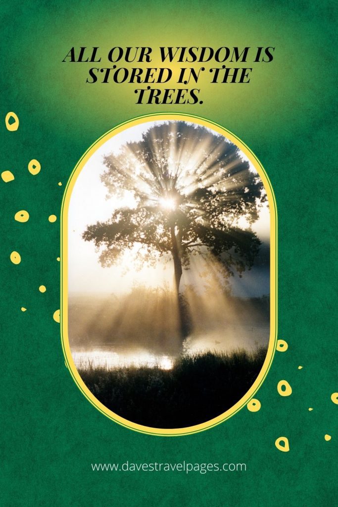 300 Best Tree Captions For Instagram (Includes Tree-larious Puns!)