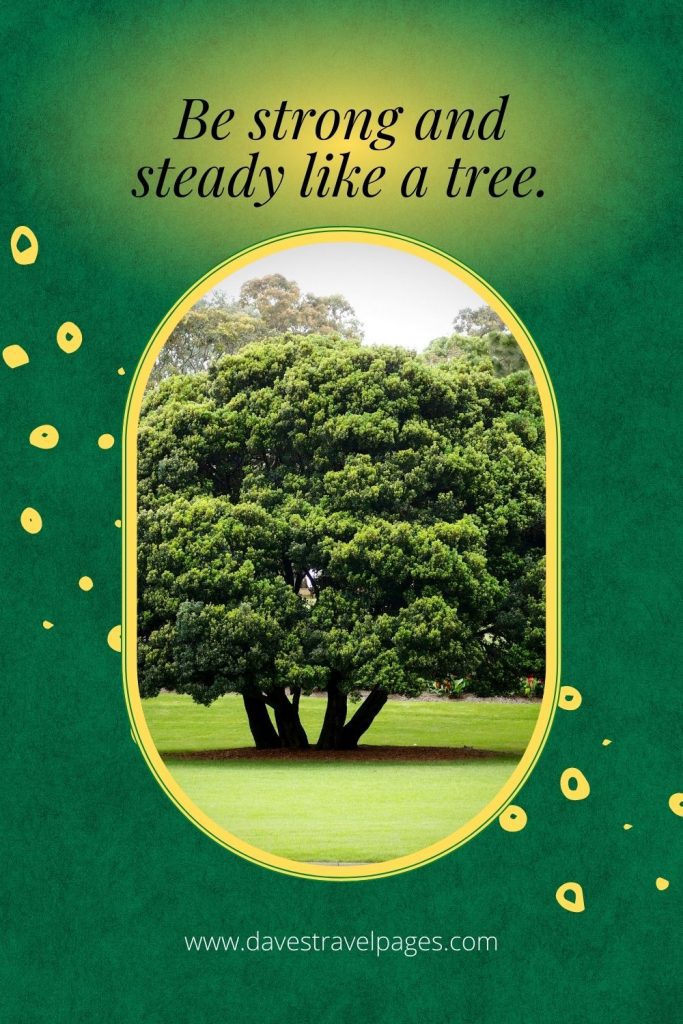 300 Best Tree Captions For Instagram (Includes Tree-larious Puns!)