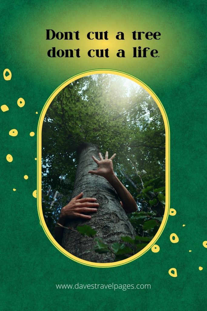 300 Best Tree Captions For Instagram (Includes Tree-larious Puns!)