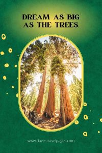 300 Best Tree Captions For Instagram (Includes Tree-larious Puns!)