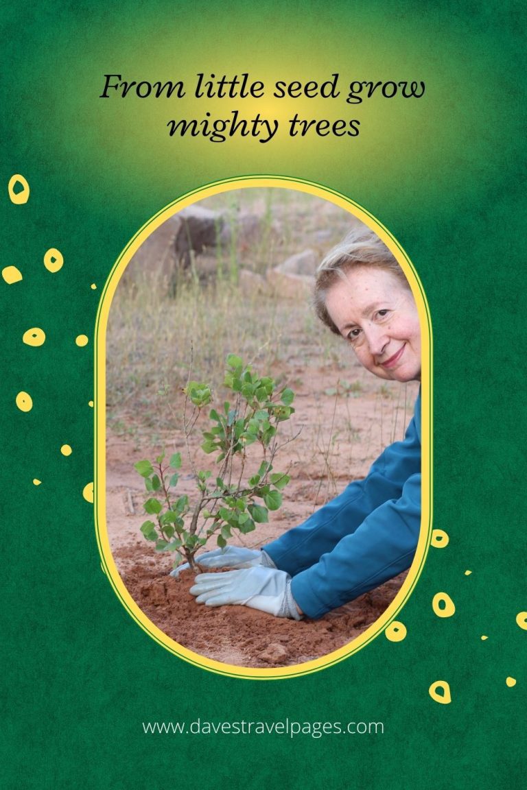 300 Best Tree Captions For Instagram (Includes Tree-larious Puns!)