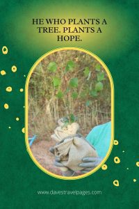 300 Best Tree Captions For Instagram (Includes Tree-larious Puns!)