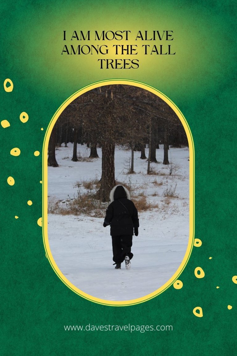 300 Best Tree Captions For Instagram (Includes Tree-larious Puns!)