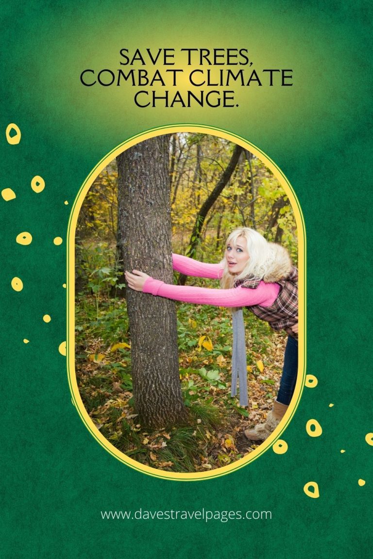 300 Best Tree Captions For Instagram (Includes Tree-larious Puns!)