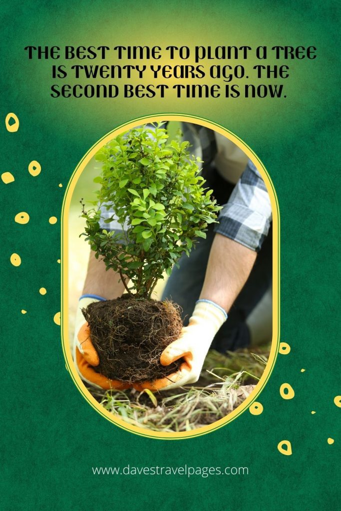 300 Best Tree Captions For Instagram (Includes Tree-larious Puns!)