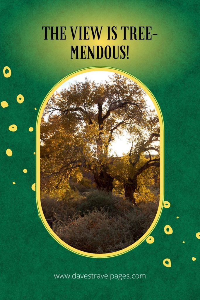 300 Best Tree Captions For Instagram (Includes Tree-larious Puns!)