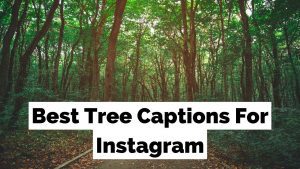 300 Best Tree Captions For Instagram (Includes Tree-larious Puns!)