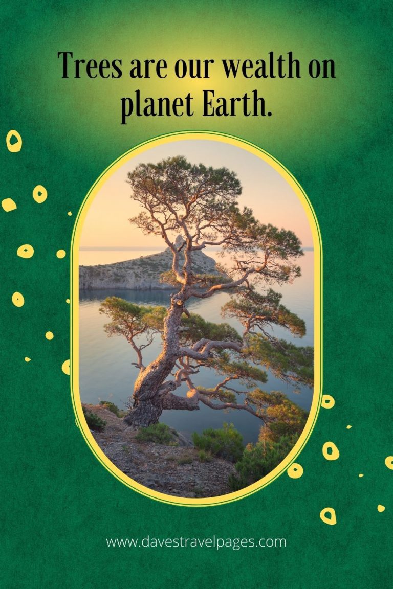 300 Best Tree Captions For Instagram (Includes Tree-larious Puns!)