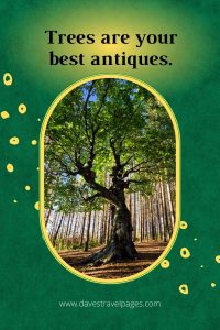 300 Best Tree Captions For Instagram (Includes Tree-larious Puns!)