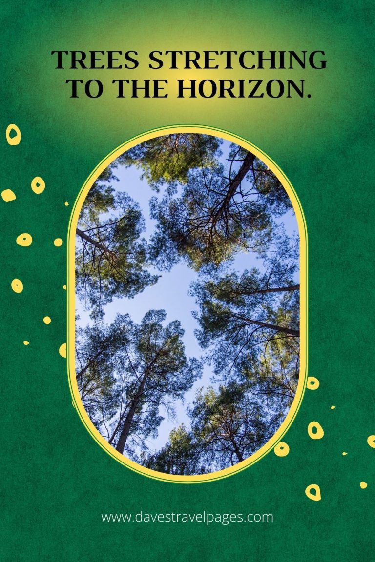 300 Best Tree Captions For Instagram (Includes Tree-larious Puns!)