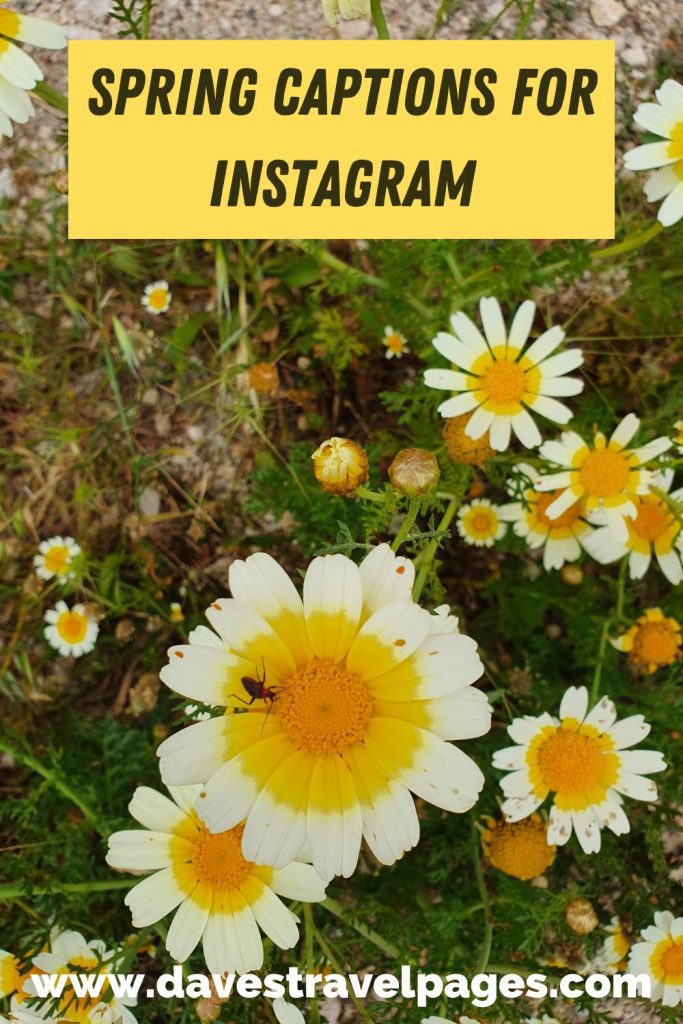 100+ Best Spring Instagram Captions - They're 'Blooming' Good!