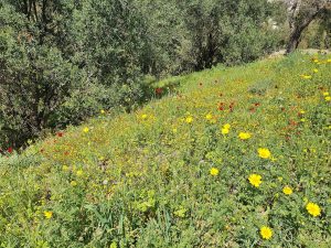 Spring In Greece: What To Know & Where To Go Greece In Spring