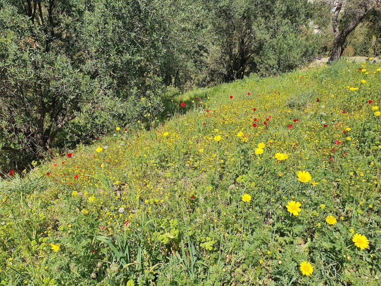 Spring In Greece: What To Know & Where To Go Greece In Spring